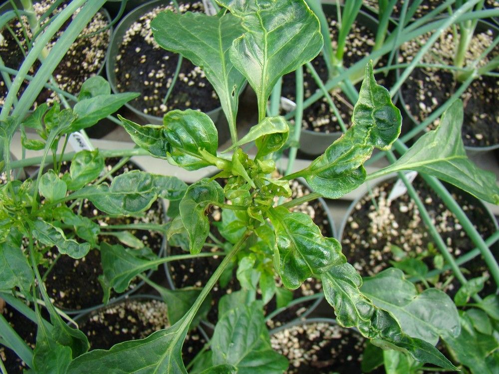 Gardening: What is crawling on my houseplant? | The Star Phoenix