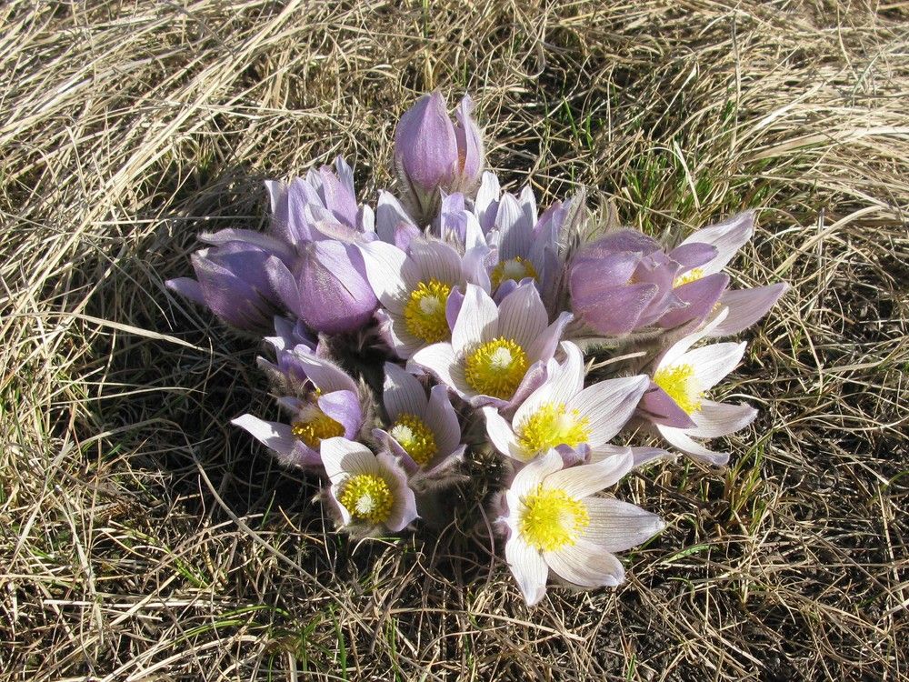 Spring into action: It's time to prepare for the growing season | The ...