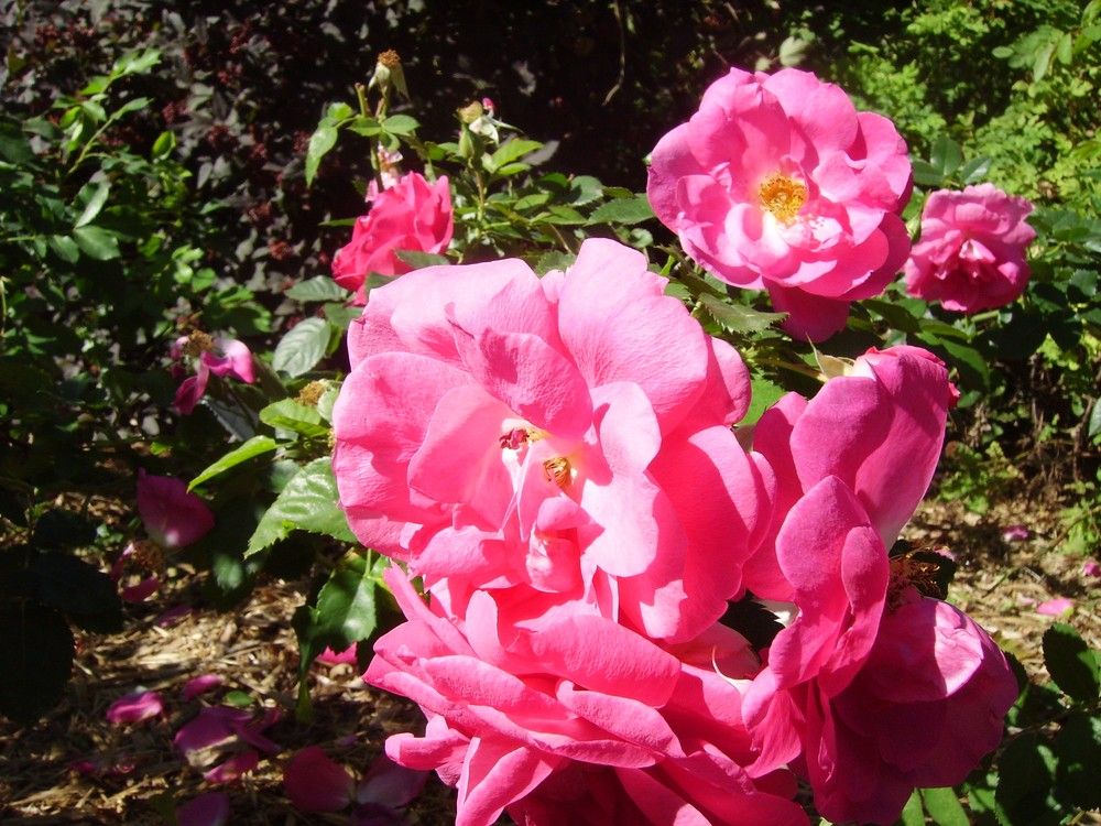 How to care for hardy roses | The Star Phoenix