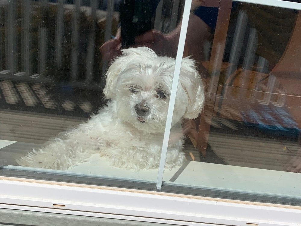 'The importance of Maggie': A dog's good life, and the final farewell ...