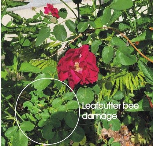 Pollinators don't have to be a thorn in the side of rose gardeners ...