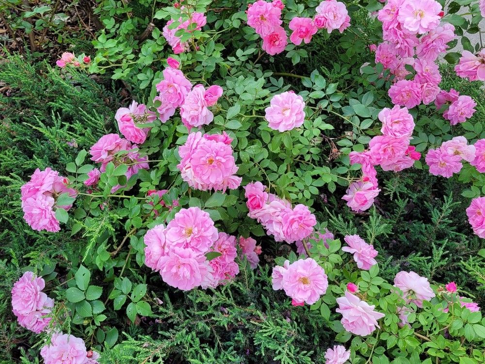 Roses thriving in my Saskatchewan neighbourhood | The Star Phoenix