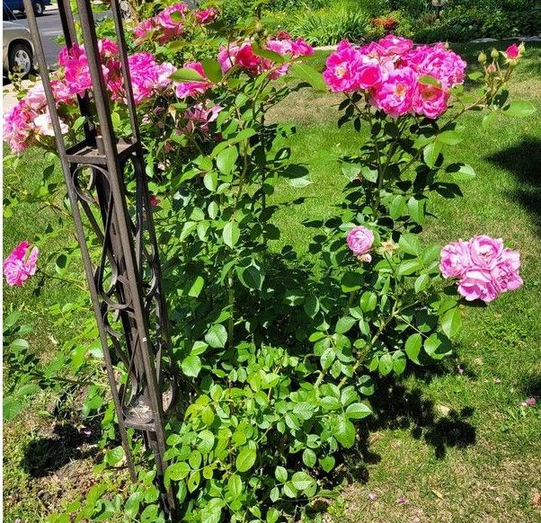 Roses thriving in my Saskatchewan neighbourhood | The Star Phoenix