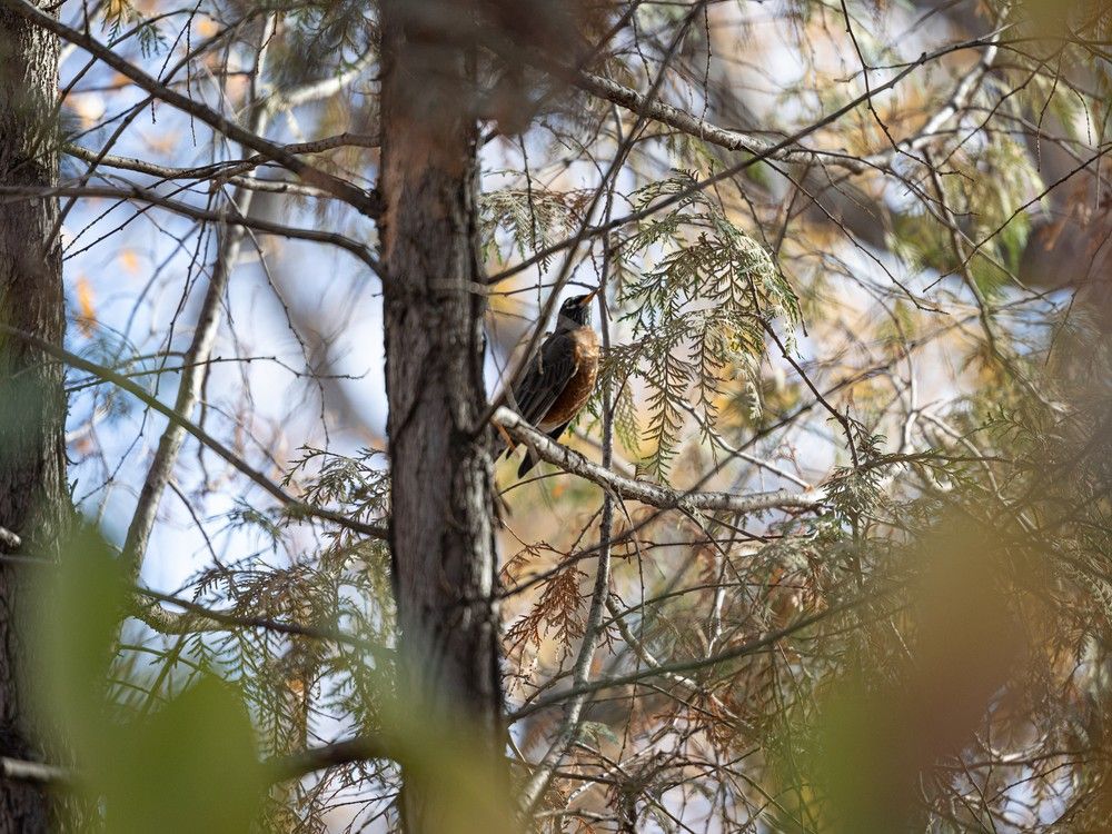 Saskatoon weather: Snowy and cool, a typical Saskatchewan fall day ...