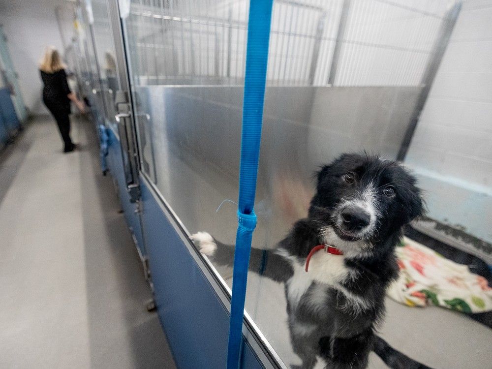 Committee backs call to cap number of animals allowed in Saskatoon ...