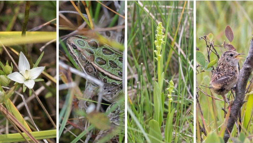 Saskatoon’s Small Swale: A nature gem hidden in plain sight | The Star ...