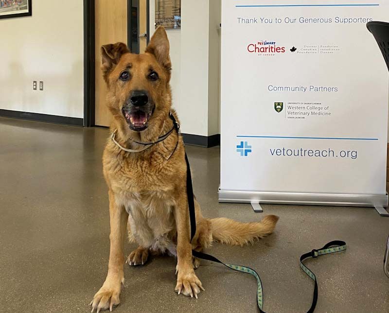 Community Veterinary Outreach offers care to people and pets at risk ...