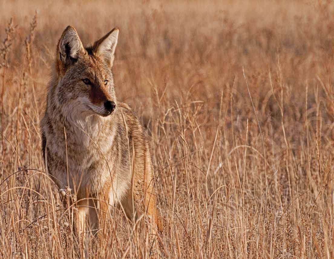 How can we co-exist with coyotes and other urban wildlife? | The Star ...