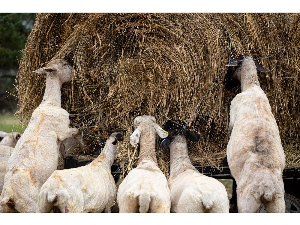 Hailstorms and heavy rain batter Sask. crops | The Star Phoenix