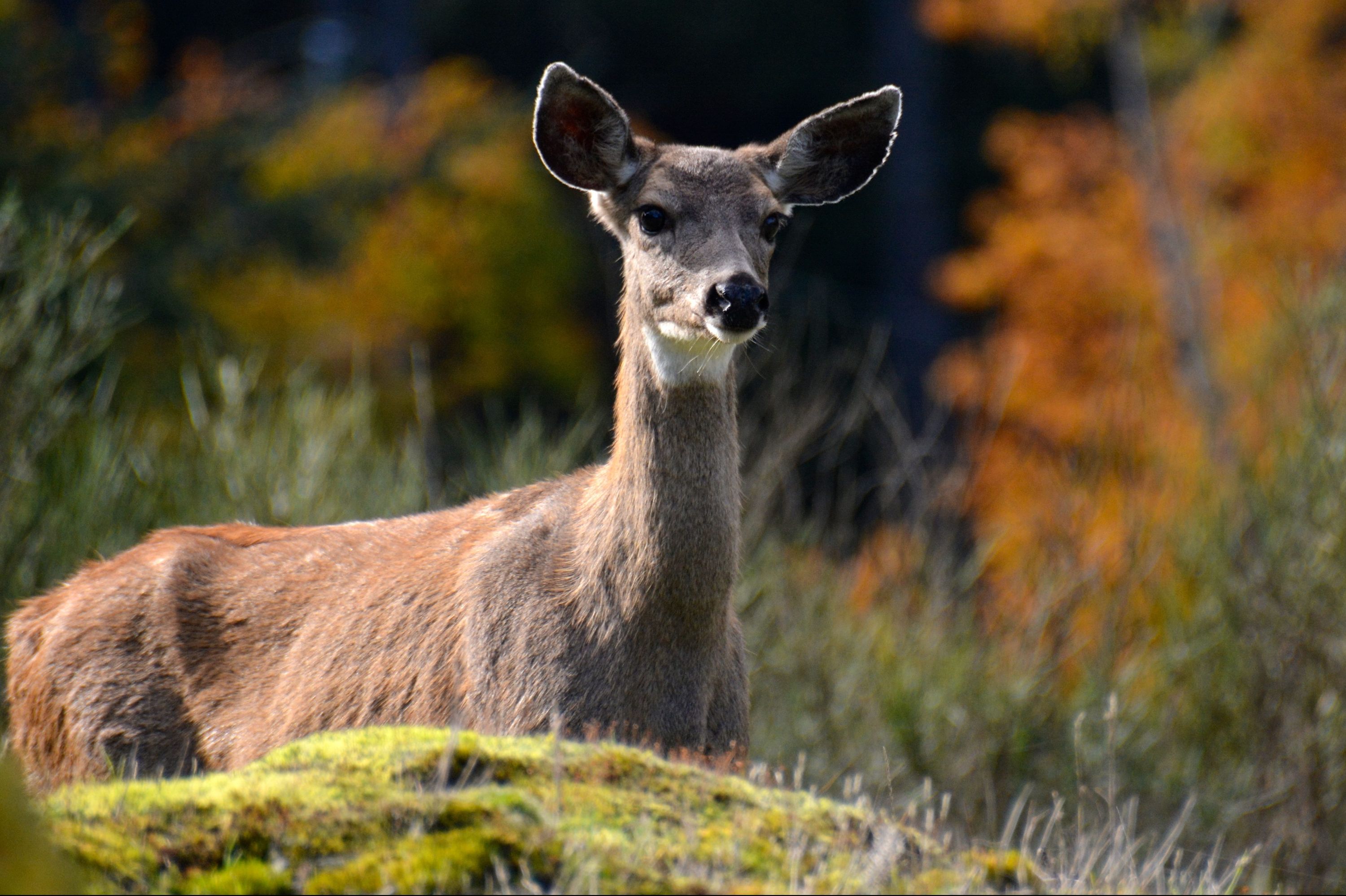 Deer with head stuck in plastic pumpkin bucket rescued | Toronto Sun