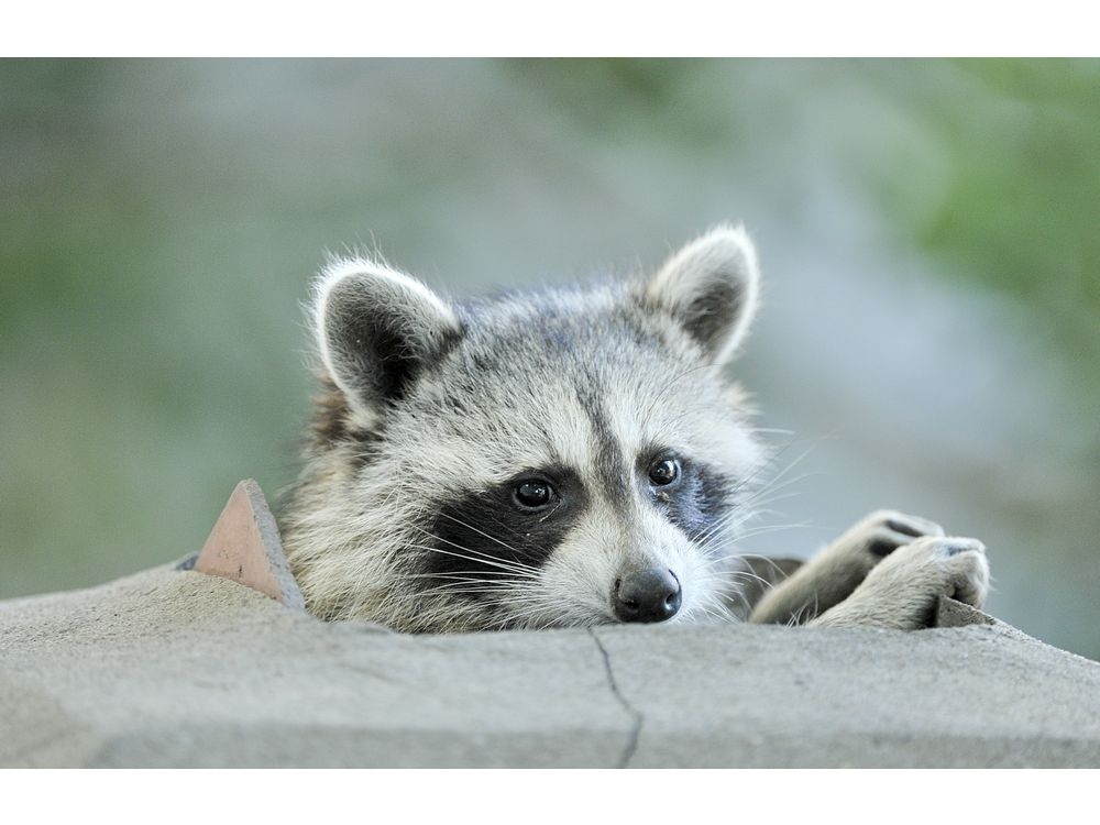 It's winter: Watch out for falling raccoons | Toronto Sun