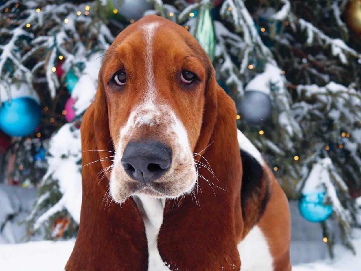 The world according to Dean The Basset, social media superstar ...