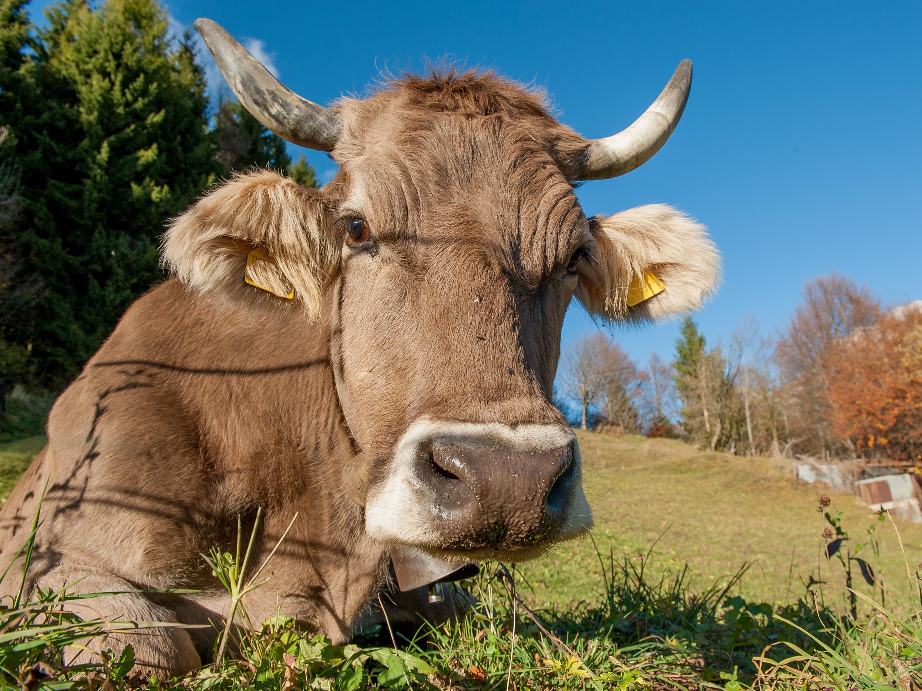 Udder surprise: Heifer falls into family’s swimming pool | Toronto Sun