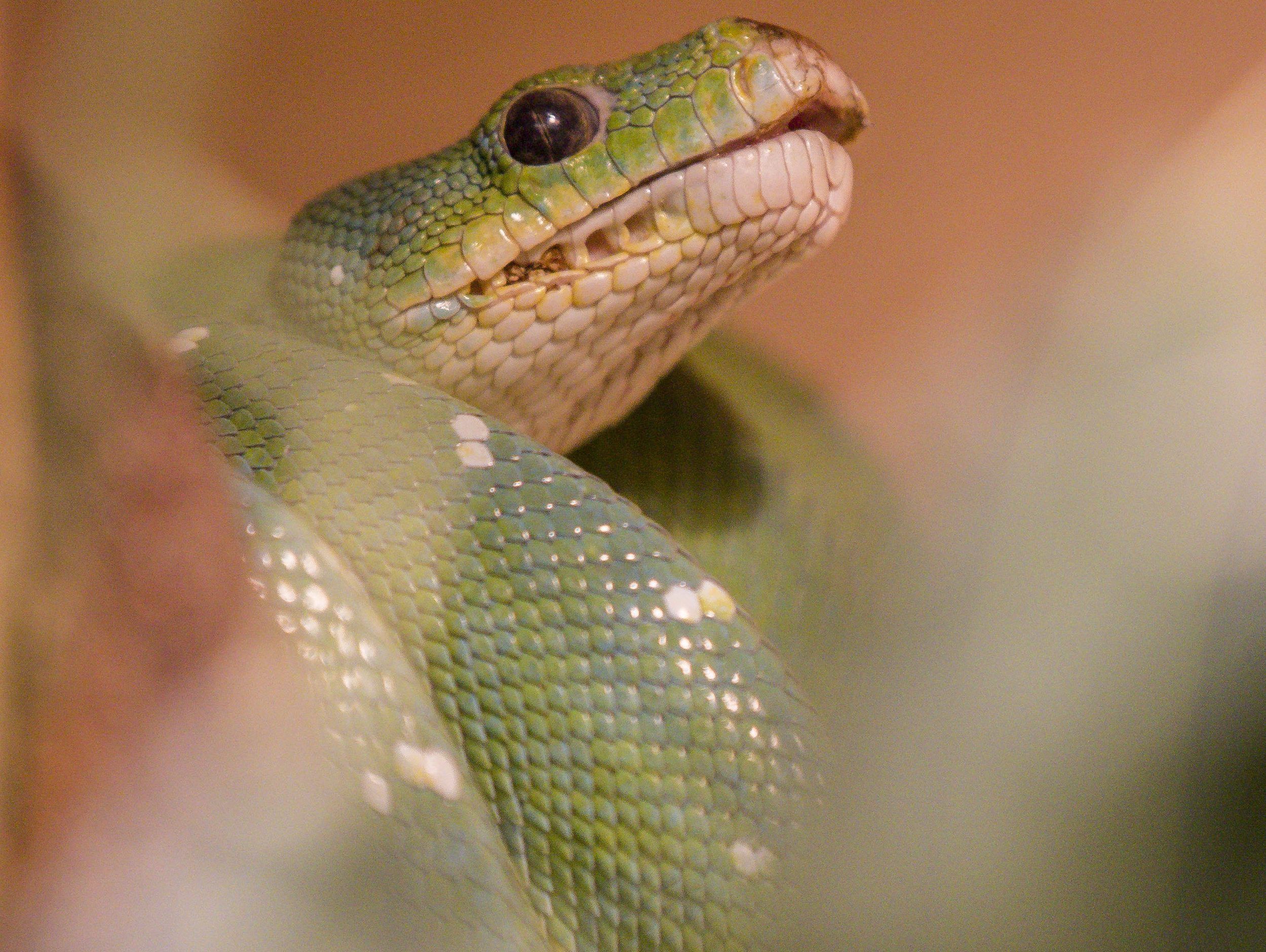 Family gets fright when python discovered in apartment toilet | Toronto Sun