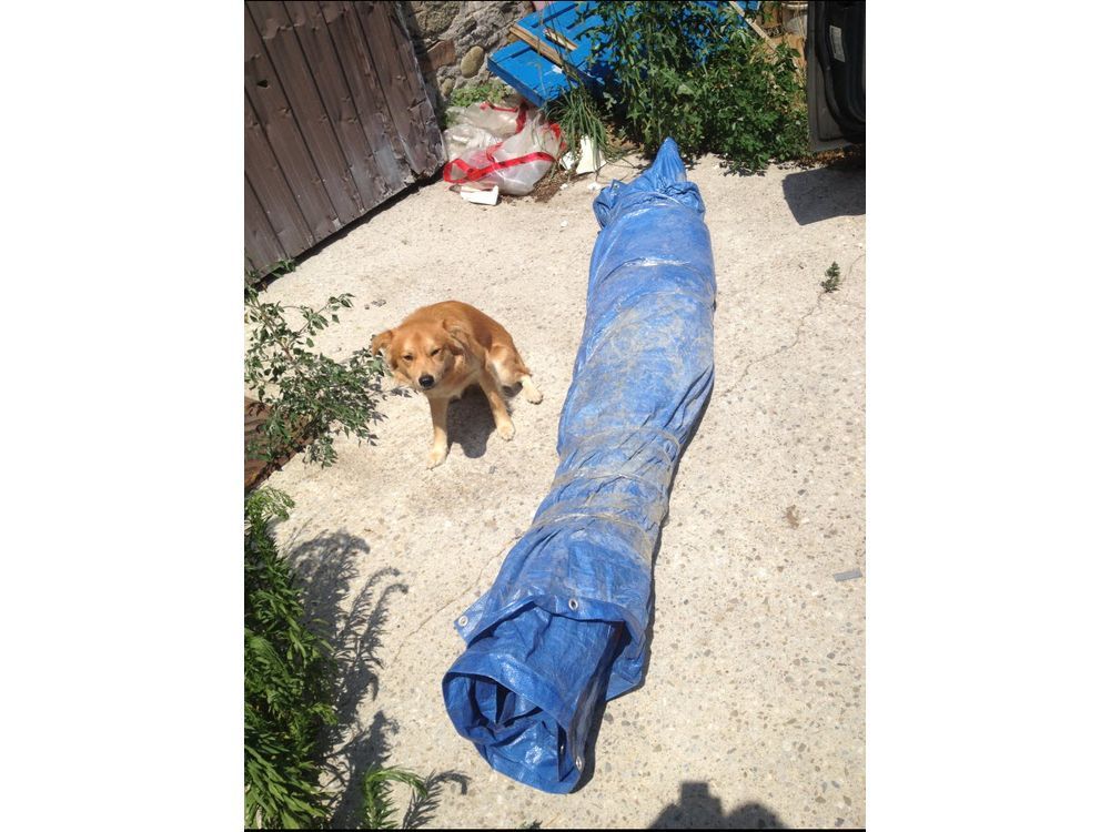 Court exhibits of Laura Babcock accused killers Mark Smich and Dellen ...