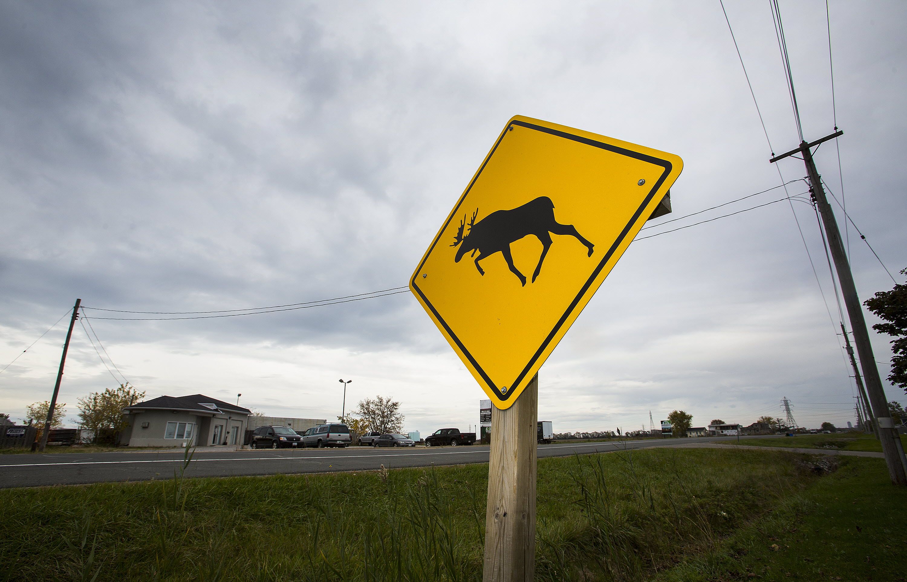 It's a bird, it's a plane, it's a...moose on the loose? | Toronto Sun