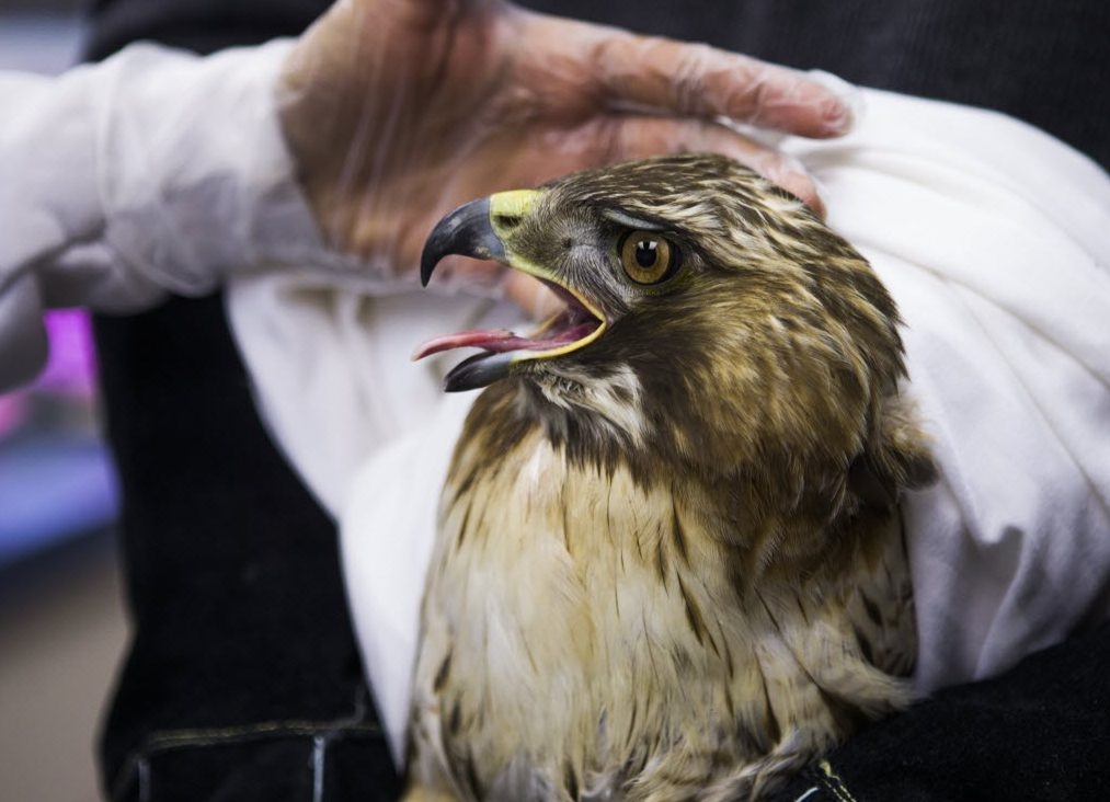 Toronto Wildlife Centre struggles to keep up | Toronto Sun