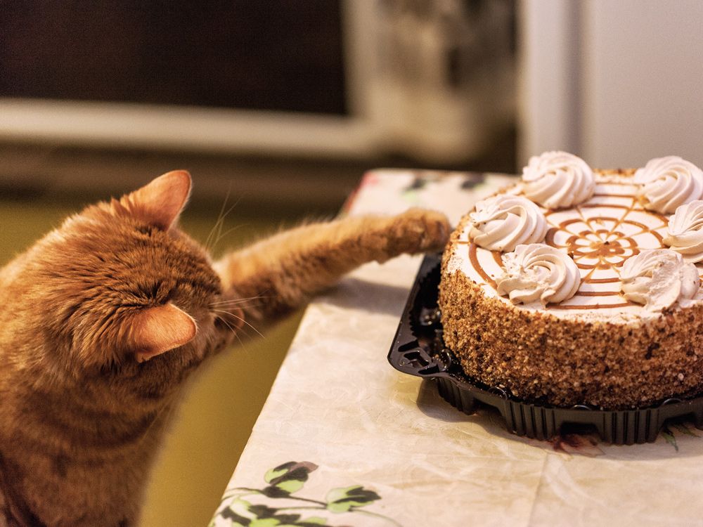 ASK AMY: Cat has first dibs on the buffet | Toronto Sun