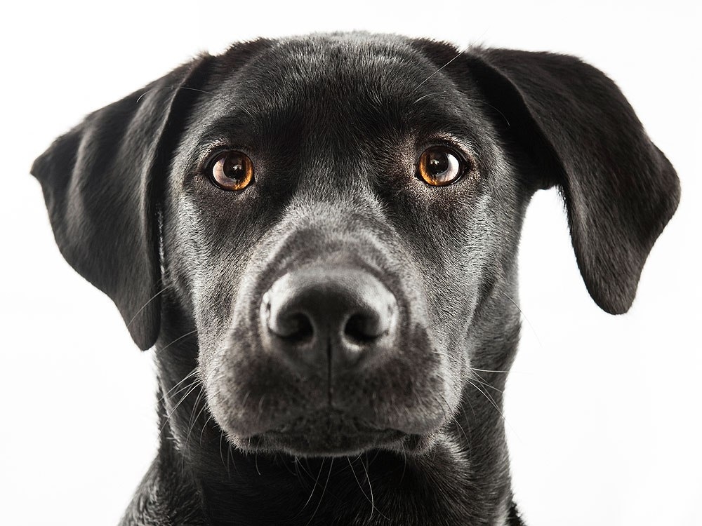 Faithful Labrador retriever still the most popular dog | Toronto Sun