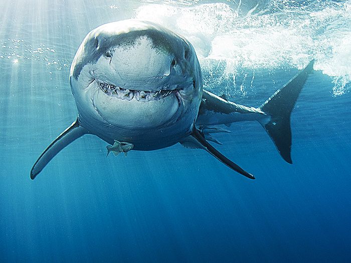 Shark bumps Hawaii man off a stand-up paddleboard, then attacks ...