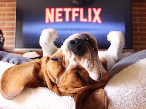 SHOP TIL YOU DROP: The snuggle is real. Pet owners love to Netflix and ...