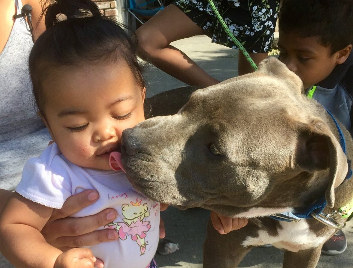 Heroic pit bull saves family from raging fire | Toronto Sun