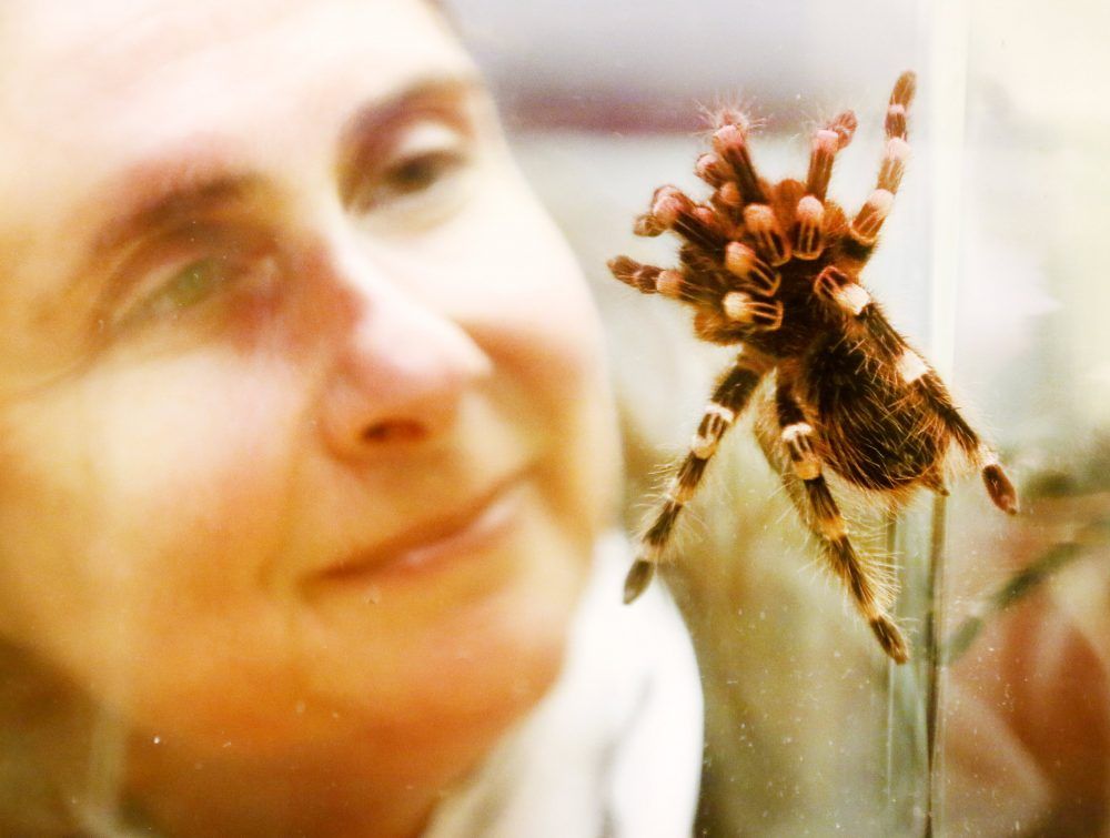 New ROM spider exhibit highlights the benefits of useful arachnids ...