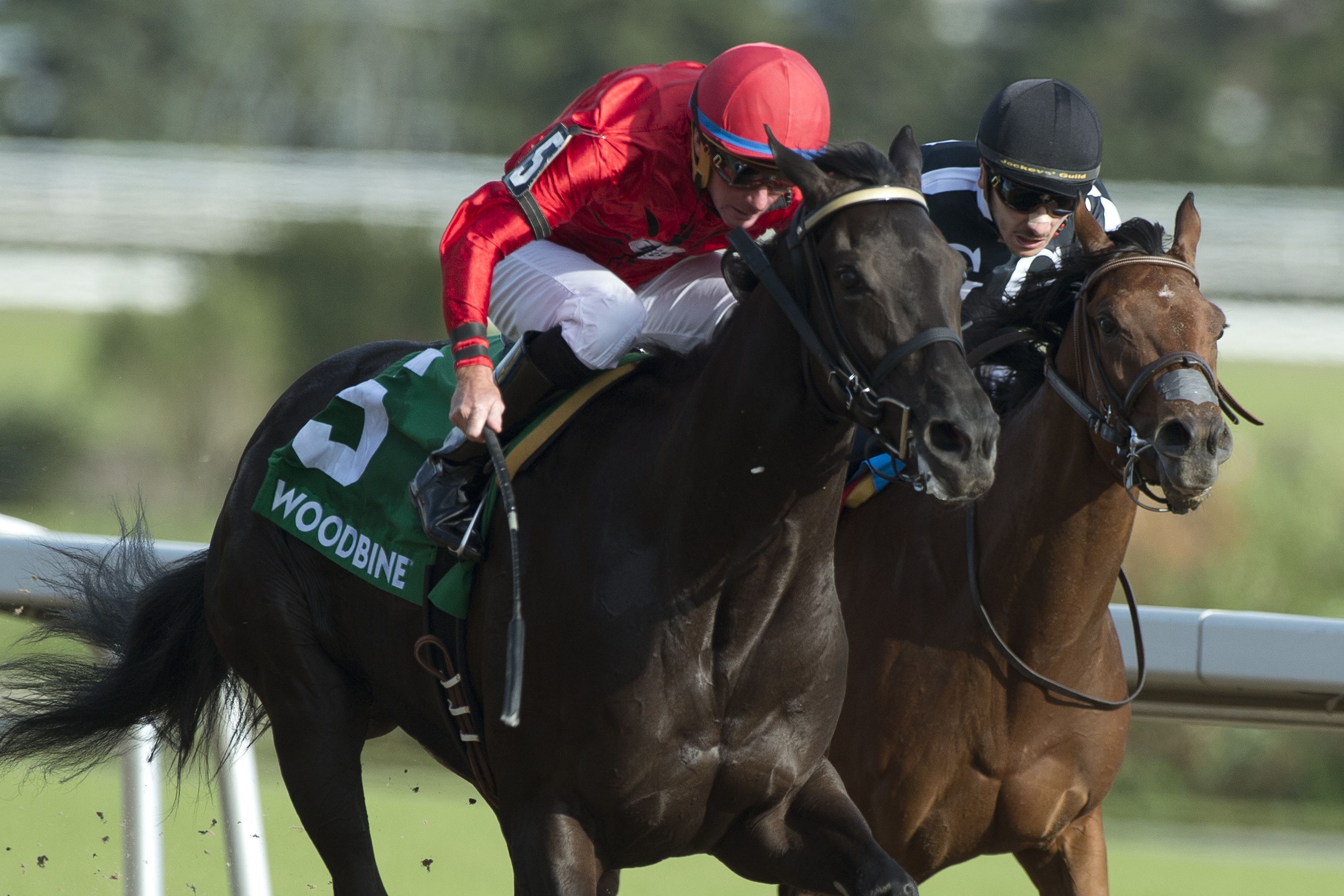 Stag Party has reason to celebrate with Woodbine win | Toronto Sun