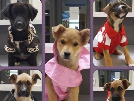 Northern Ontario dogs and cats find hope in the south | Toronto Sun