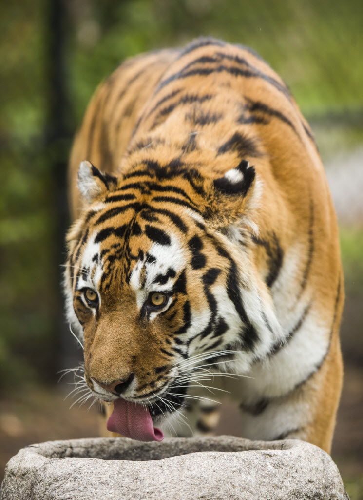 TIGER TURMOIL: Sub-species thwart efforts to avoid extinction | Toronto Sun