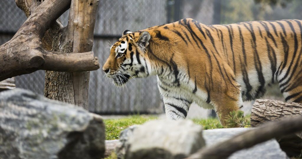 TIGER TURMOIL: Sub-species thwart efforts to avoid extinction | Toronto Sun