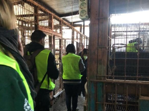 Dismantled dog meat slaughterhouse in South Korea 'deeply disturbing ...