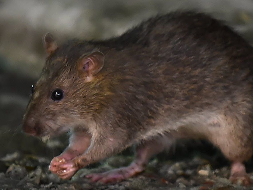 Genetic modification key to controlling rat population? | Toronto Sun