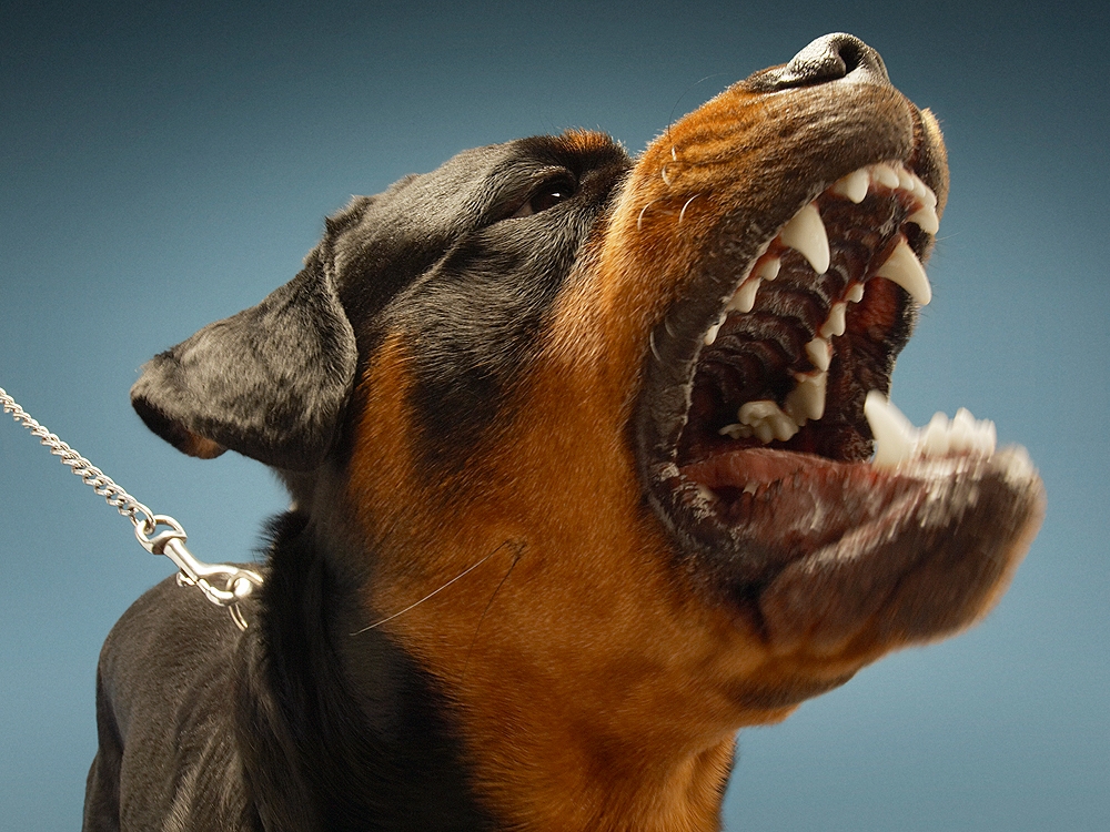 Four dogs maul boy to death in Idaho | Toronto Sun