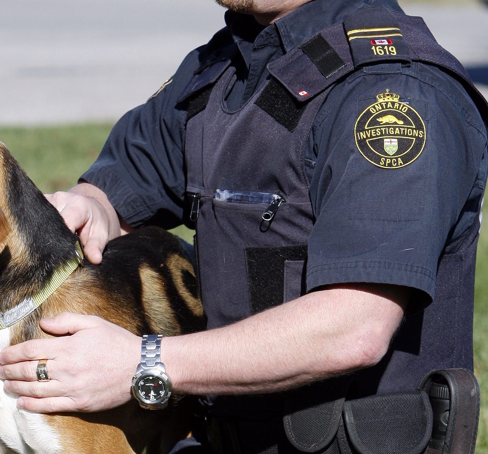 OSPCA says they will no longer enforce animal cruelty laws | Toronto Sun