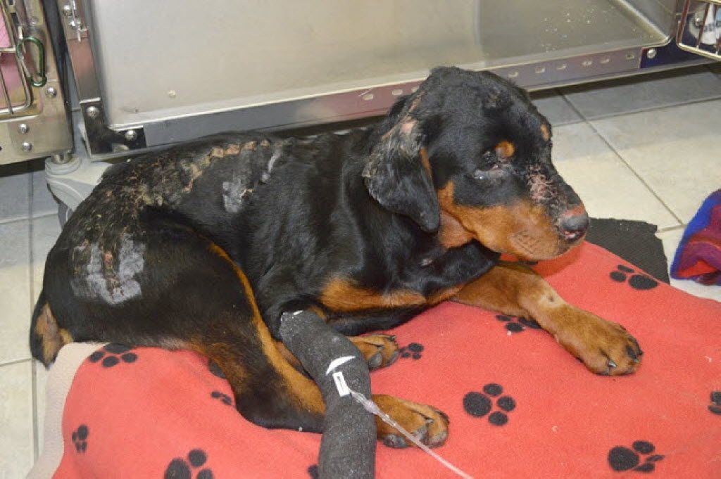 GUEST COLUMN: OSPCA prioritizes power and money over animal welfare ...