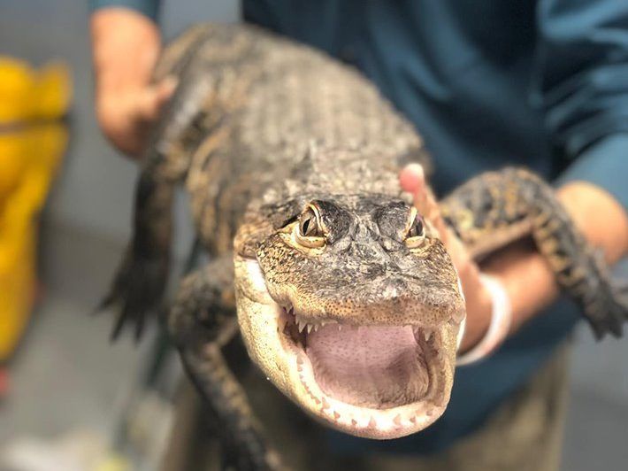 On the lam Chicago gator 'Chance the Snapper' caught after week-long ...