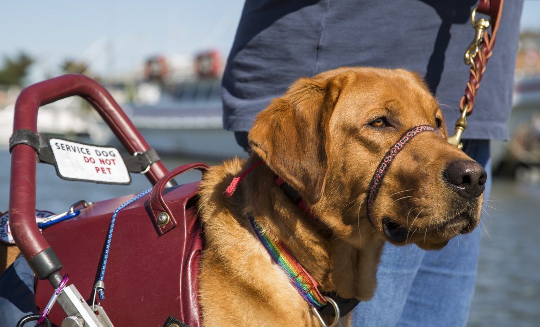 Ontario instructs school boards to develop policies for service animals ...