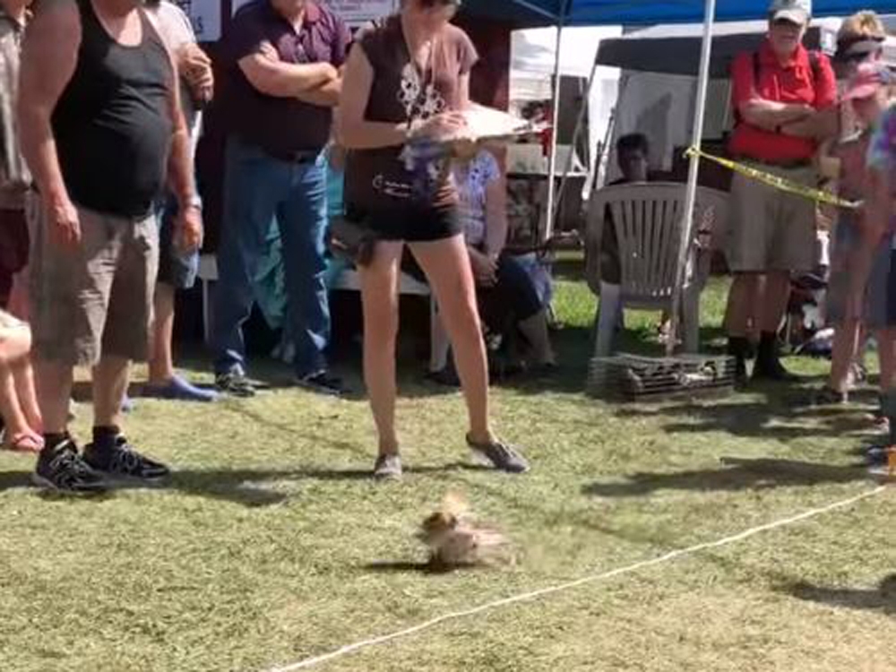 'F----- UP': Ontario fair's pigeon bowling game sparks outrage online ...