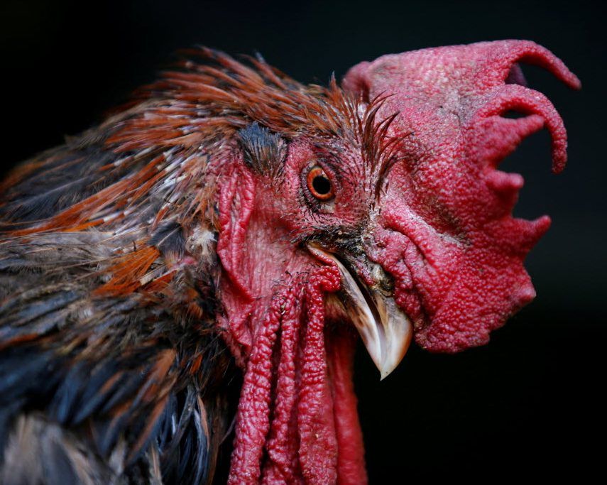 Protective mom kills, cooks pet rooster after it pecked child’s face ...