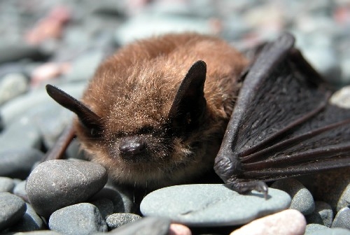 Help the bats, says the Canadian Wildlife Federation | Toronto Sun