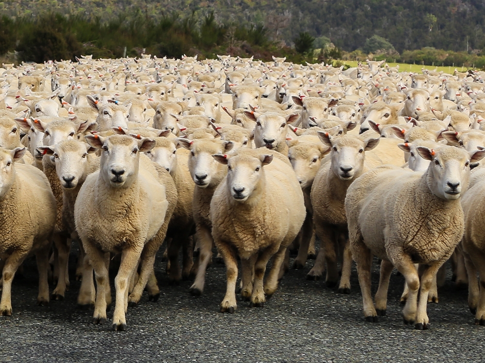 ODDS AND ENDS: Sheep jailed for killing a woman and other offbeat ...