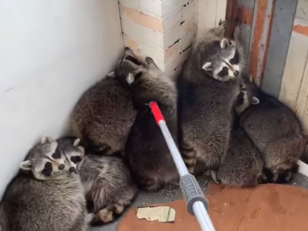 'YOU GUYS ARE HUGE': 11 trapped, massive raccoons rescued from Toronto ...