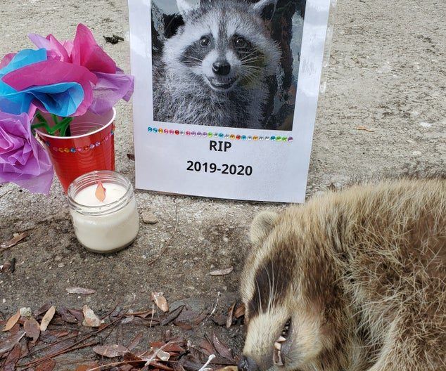 Raccoons provided pandemic silver lining in 2020 | Toronto Sun