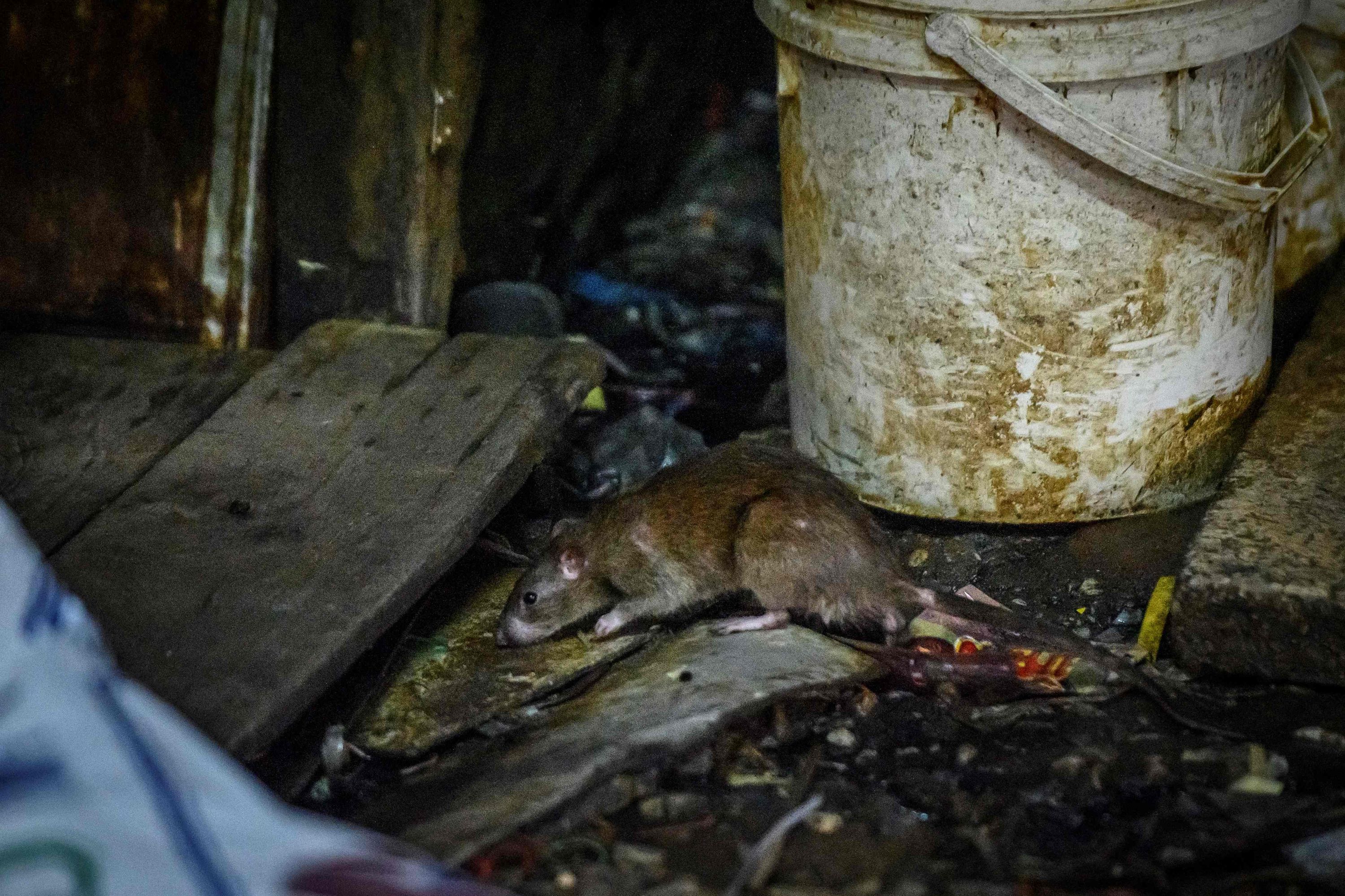 Rats destroy hundreds of kilos of pot seized by police in India ...