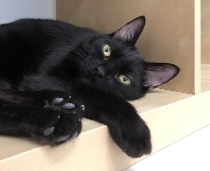 FOREVER FRIEND: Cone the cat would make 'amazing companion' | Toronto Sun