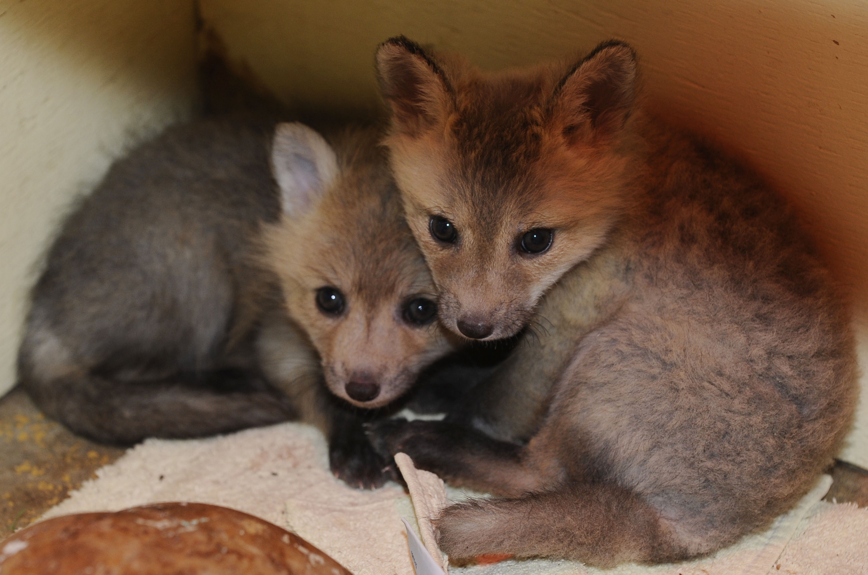 CUTE BUT DON'T TOUCH: City of Toronto warns against approaching fox ...