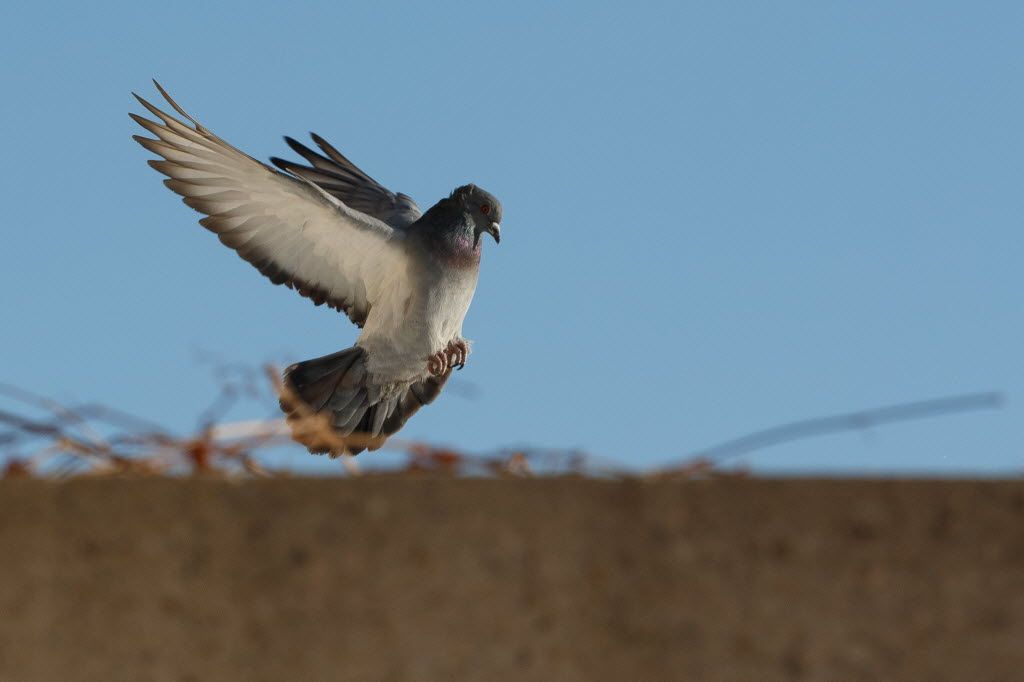 WEIRD: Pigeon 'spy' captured in India | Toronto Sun