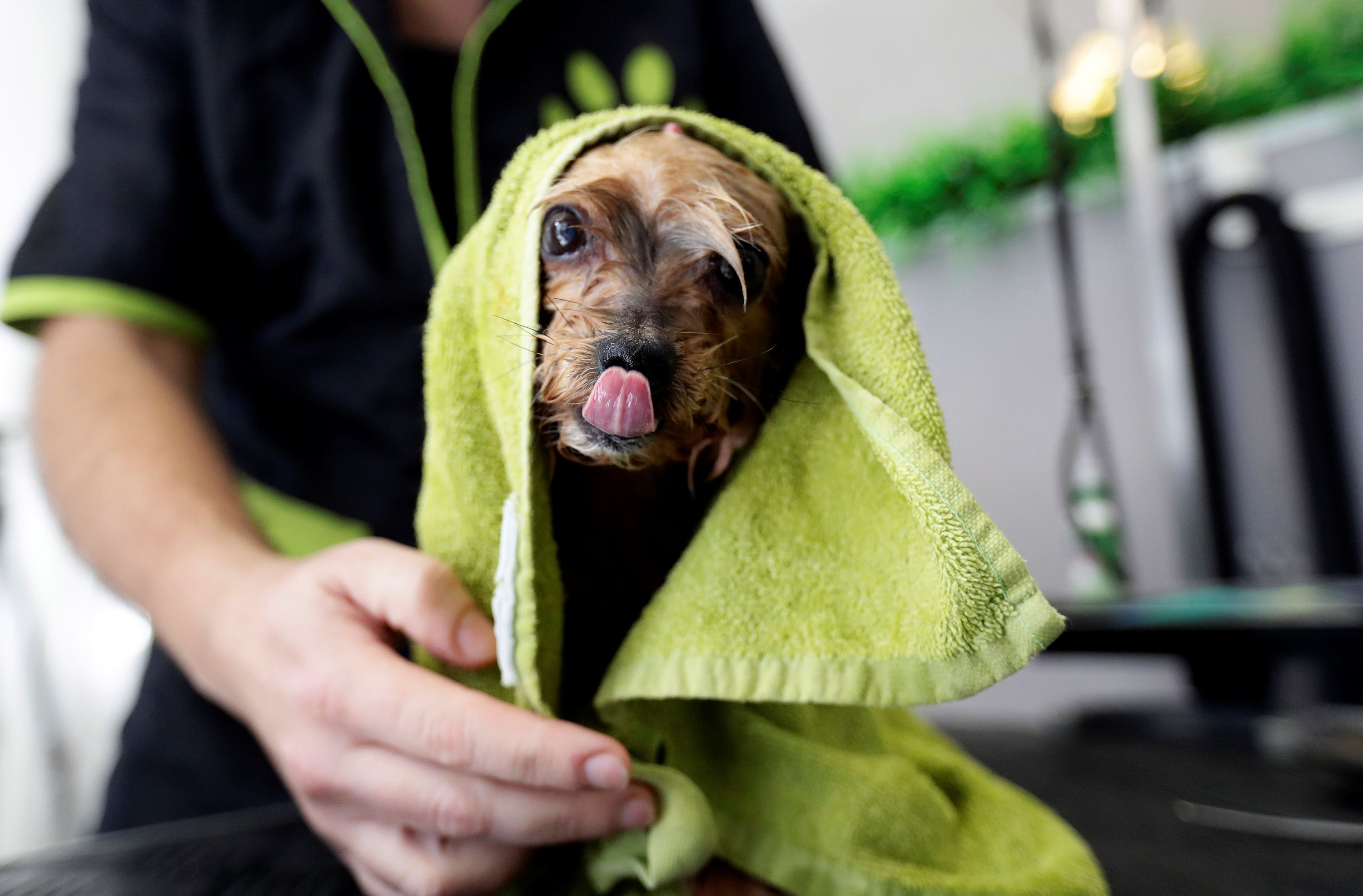 These are dog days right now for griping pet groomers | Toronto Sun