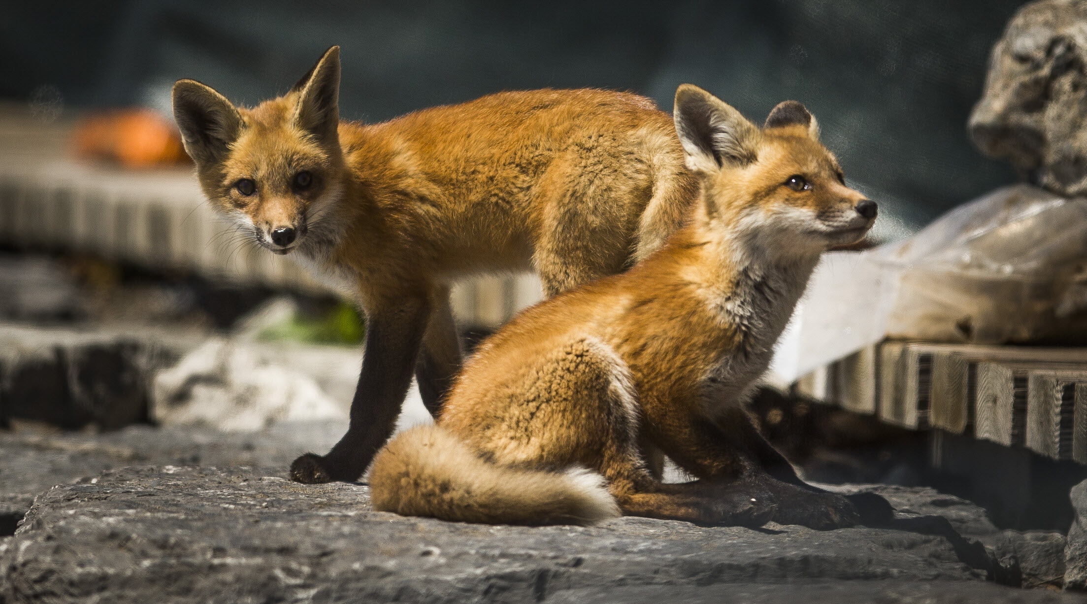 BEARS, MOOSE AND FOXES: It's a zoo out there. | Toronto Sun